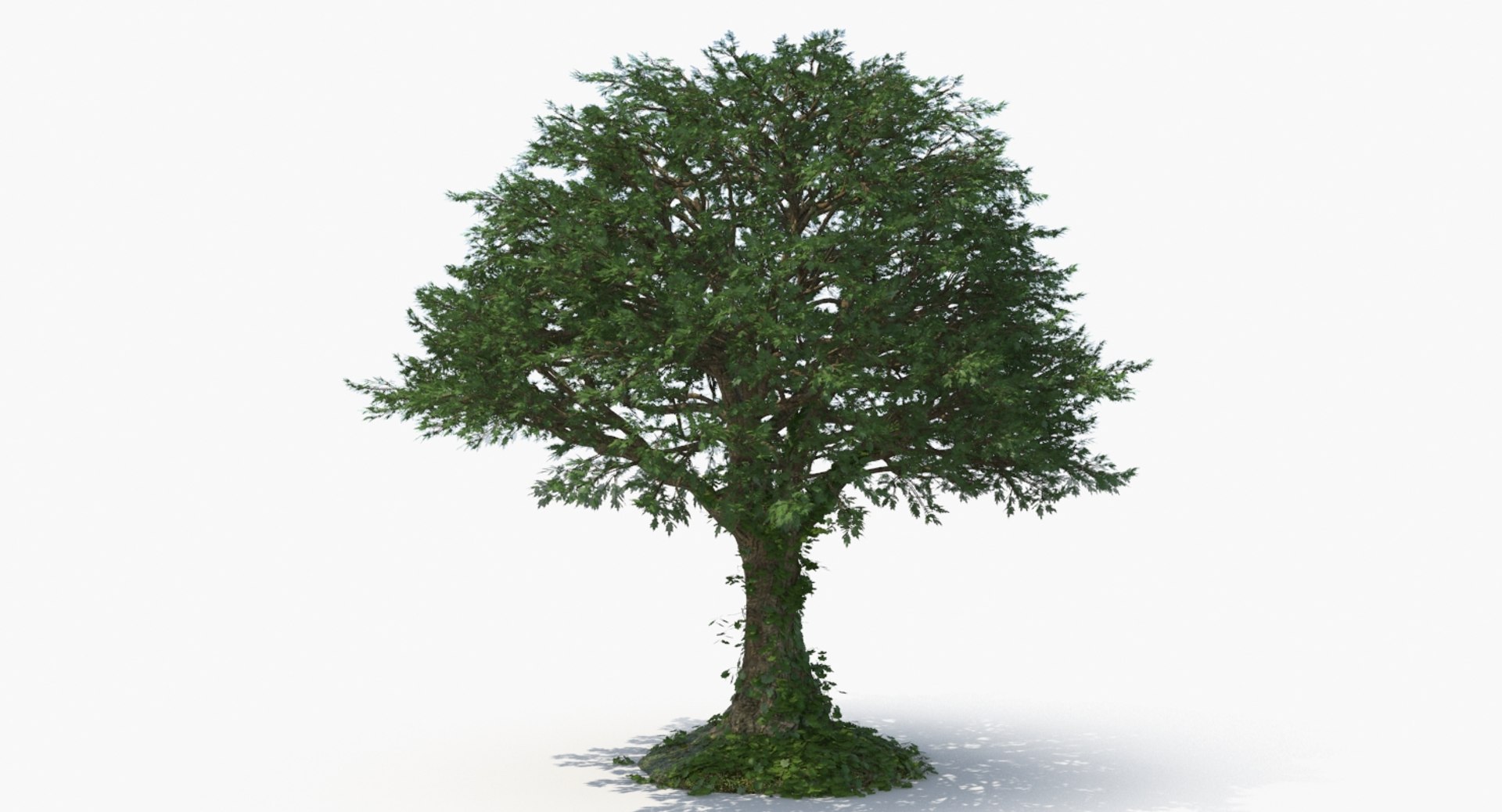 Realistic Tree 2 3D Model - TurboSquid 1226161