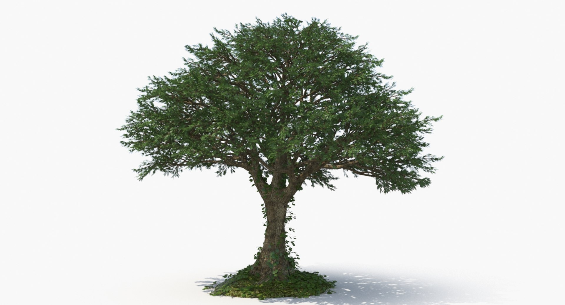 Realistic Tree 2 3D Model - TurboSquid 1226161