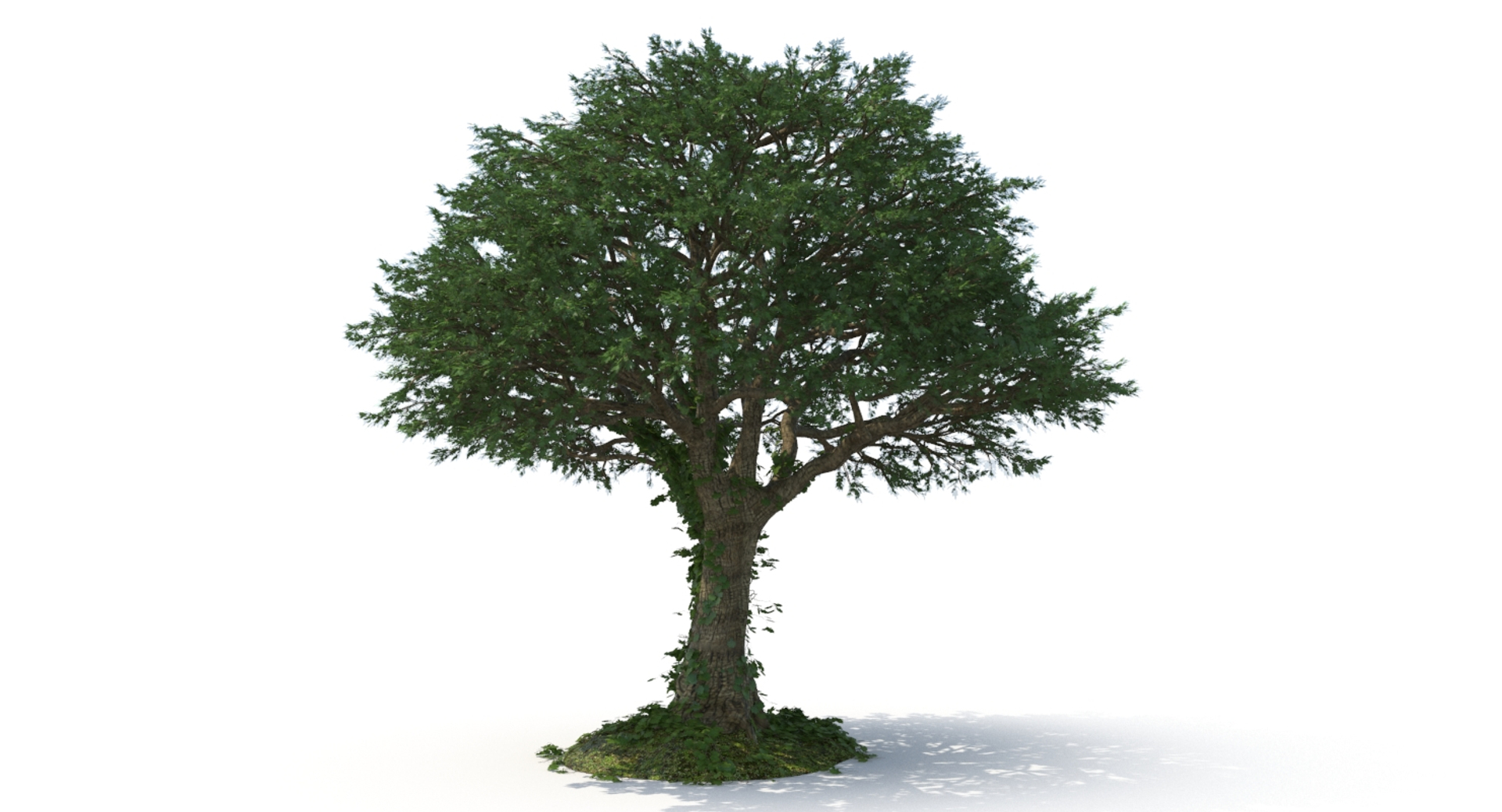 Realistic Tree 2 3D Model - TurboSquid 1226161