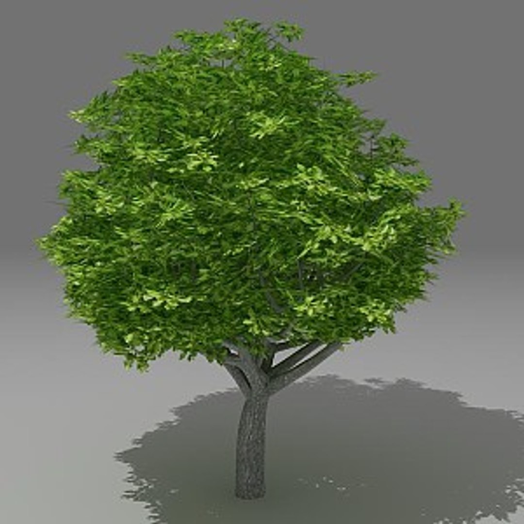3d model tree