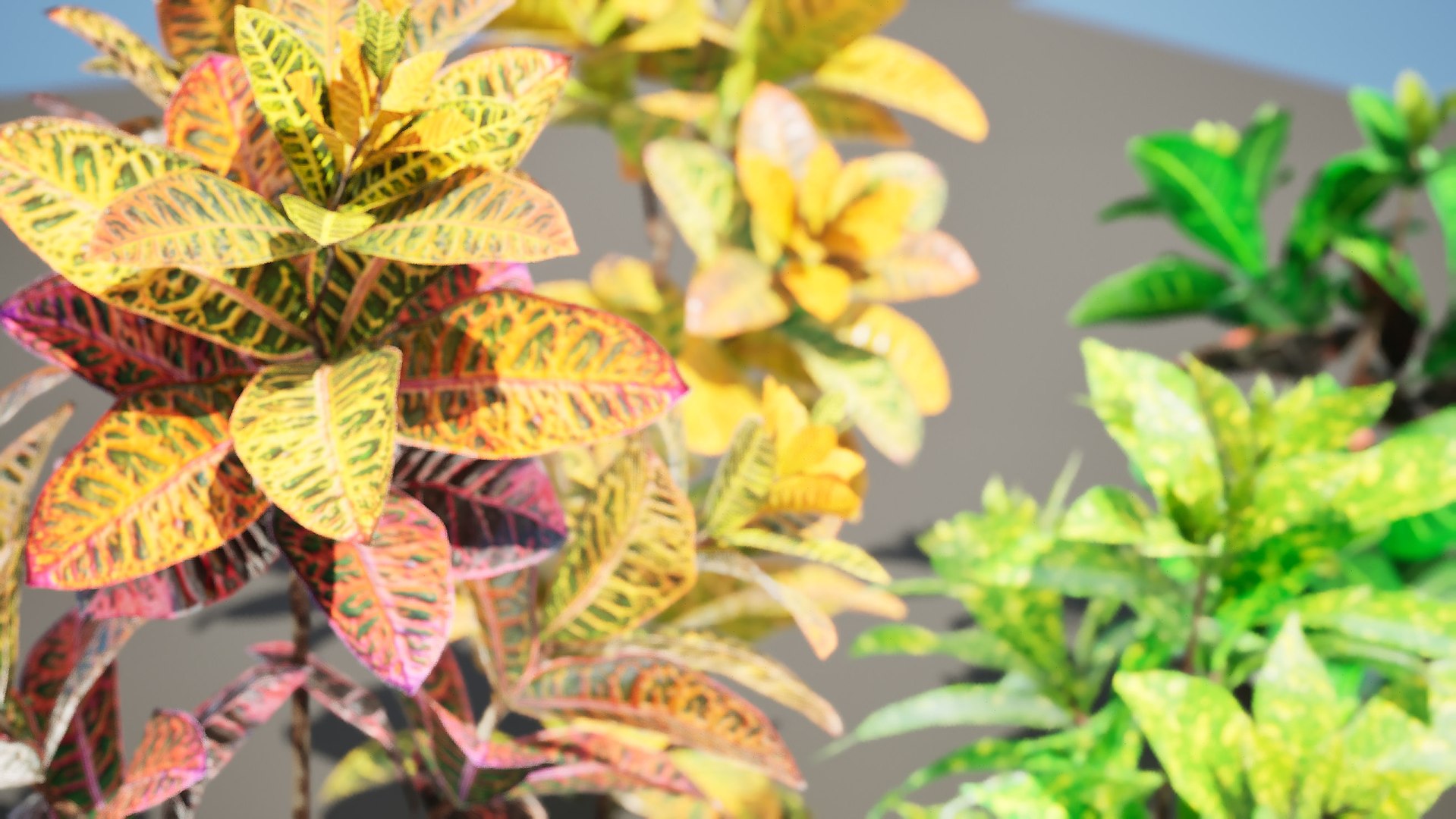 3D Model Low-Poly Tropical Croton Plant Asset With Free Tutorial ...