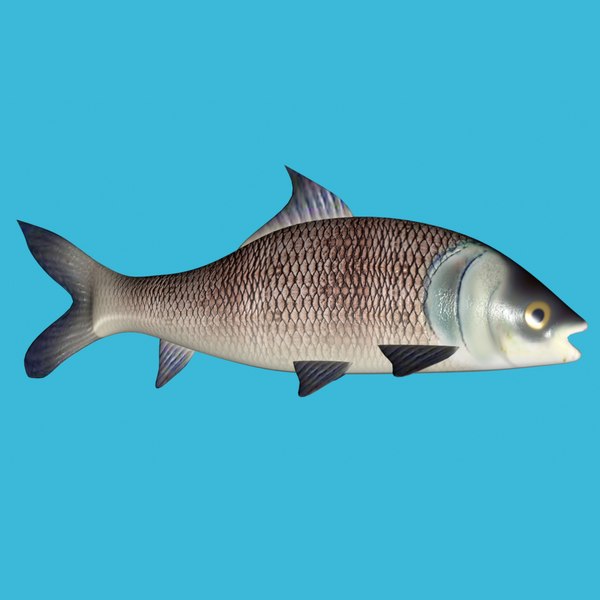 3D Carp fish model - TurboSquid 2043625