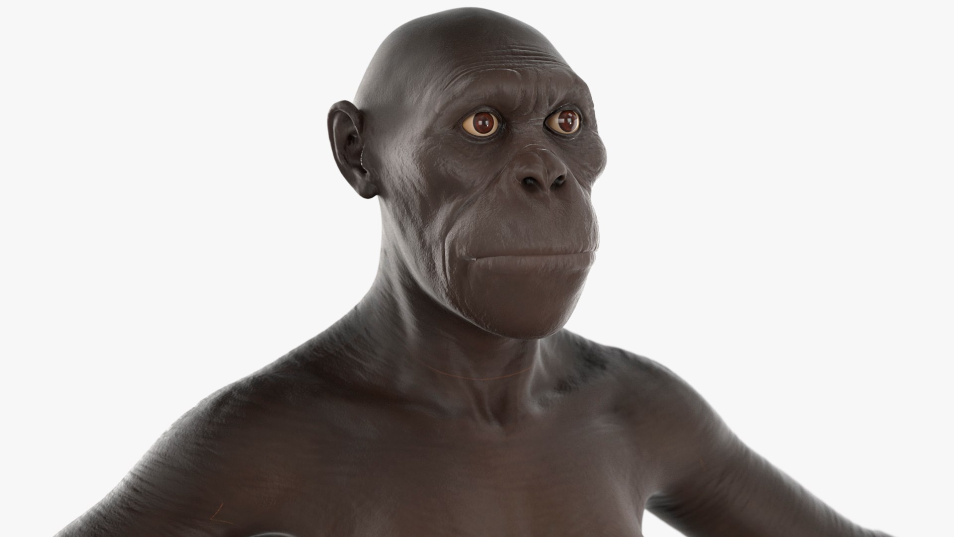 australopithecus reconstruction