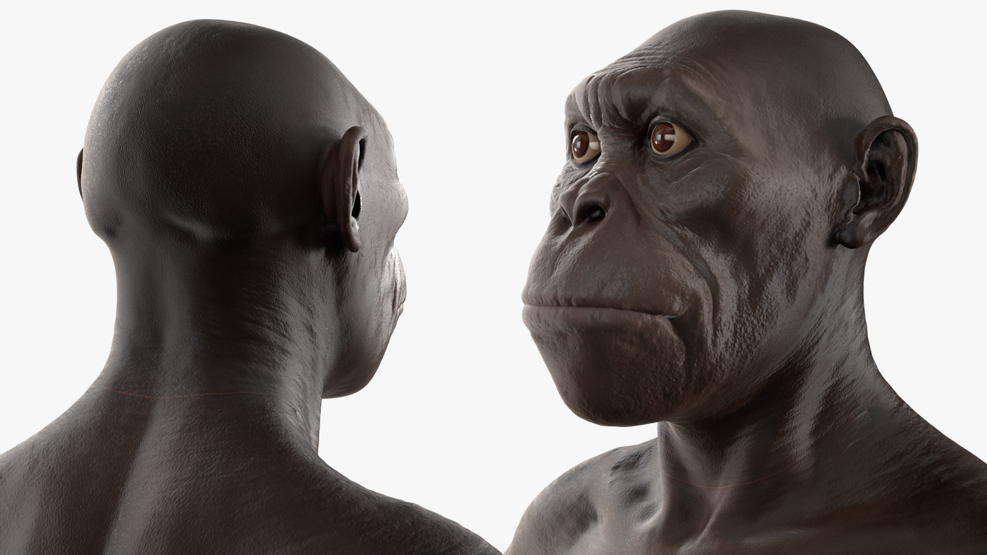 3D Scientific Reconstruction Of Australopithecus Female Black ...