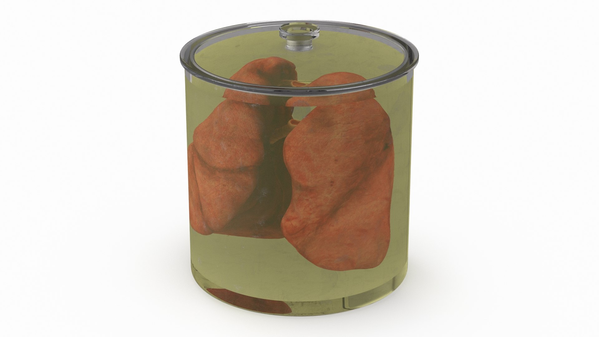 3D Human Lungs In Glass Jar - TurboSquid 2258825