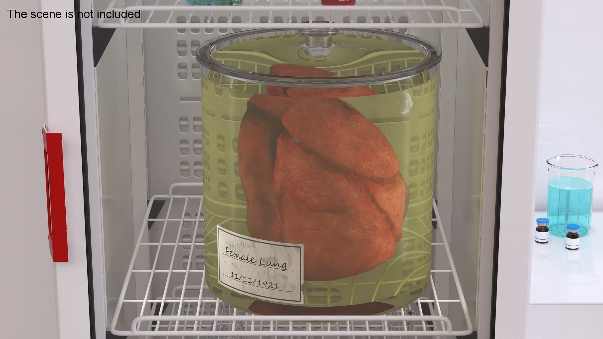 3D Human Lungs In Glass Jar - TurboSquid 2258825
