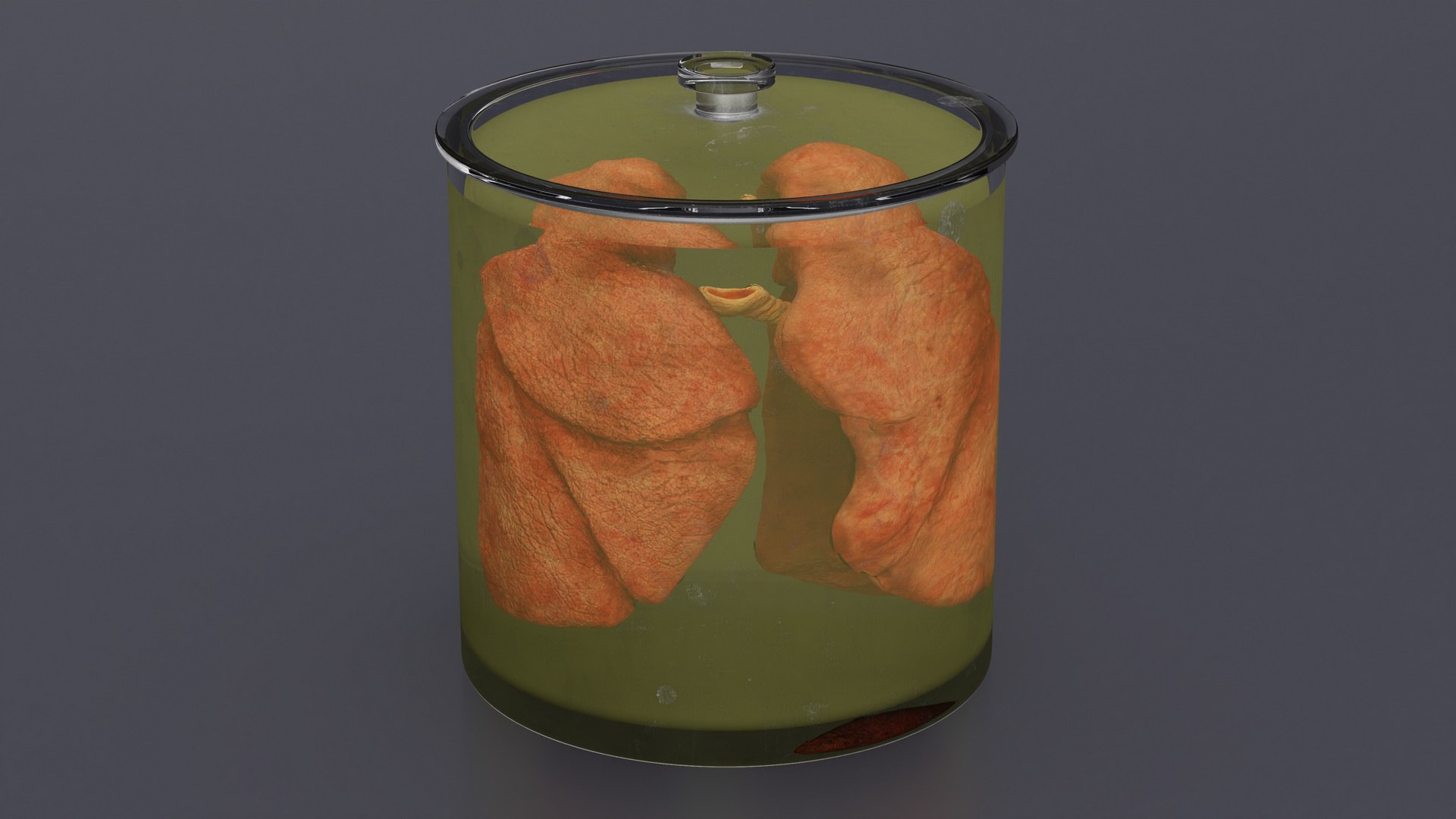 3D Human Lungs In Glass Jar - TurboSquid 2258825