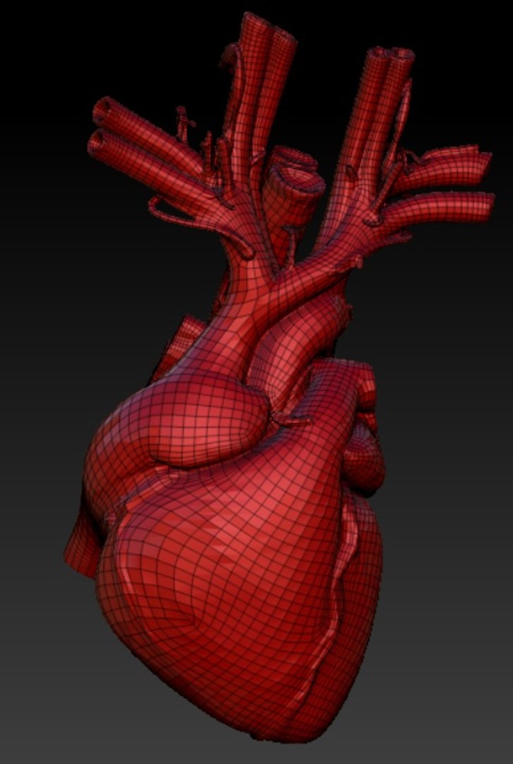 3d Model Heart Anatomical