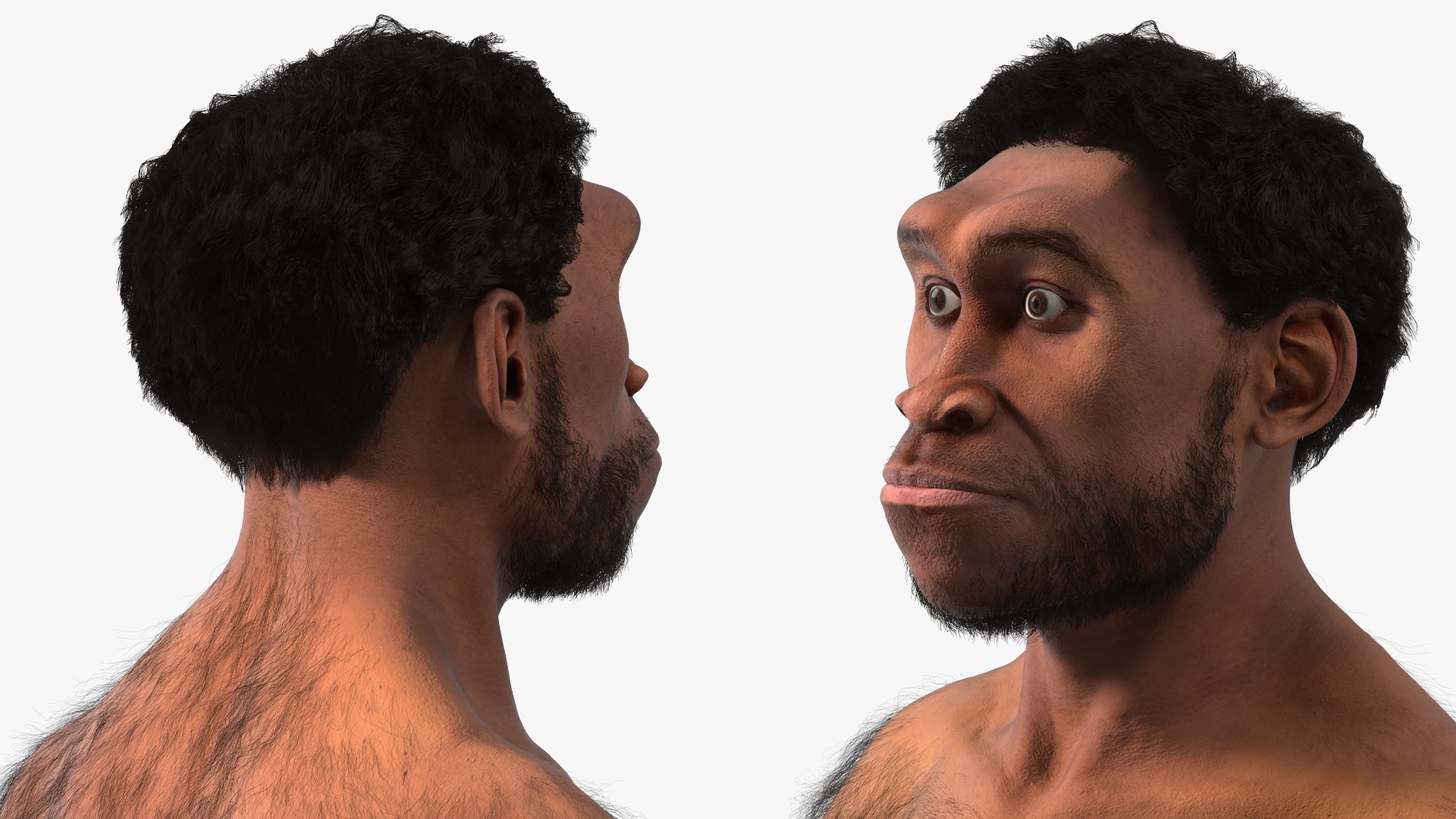 Homo Erectus Fur 3D model - TurboSquid 2169427
