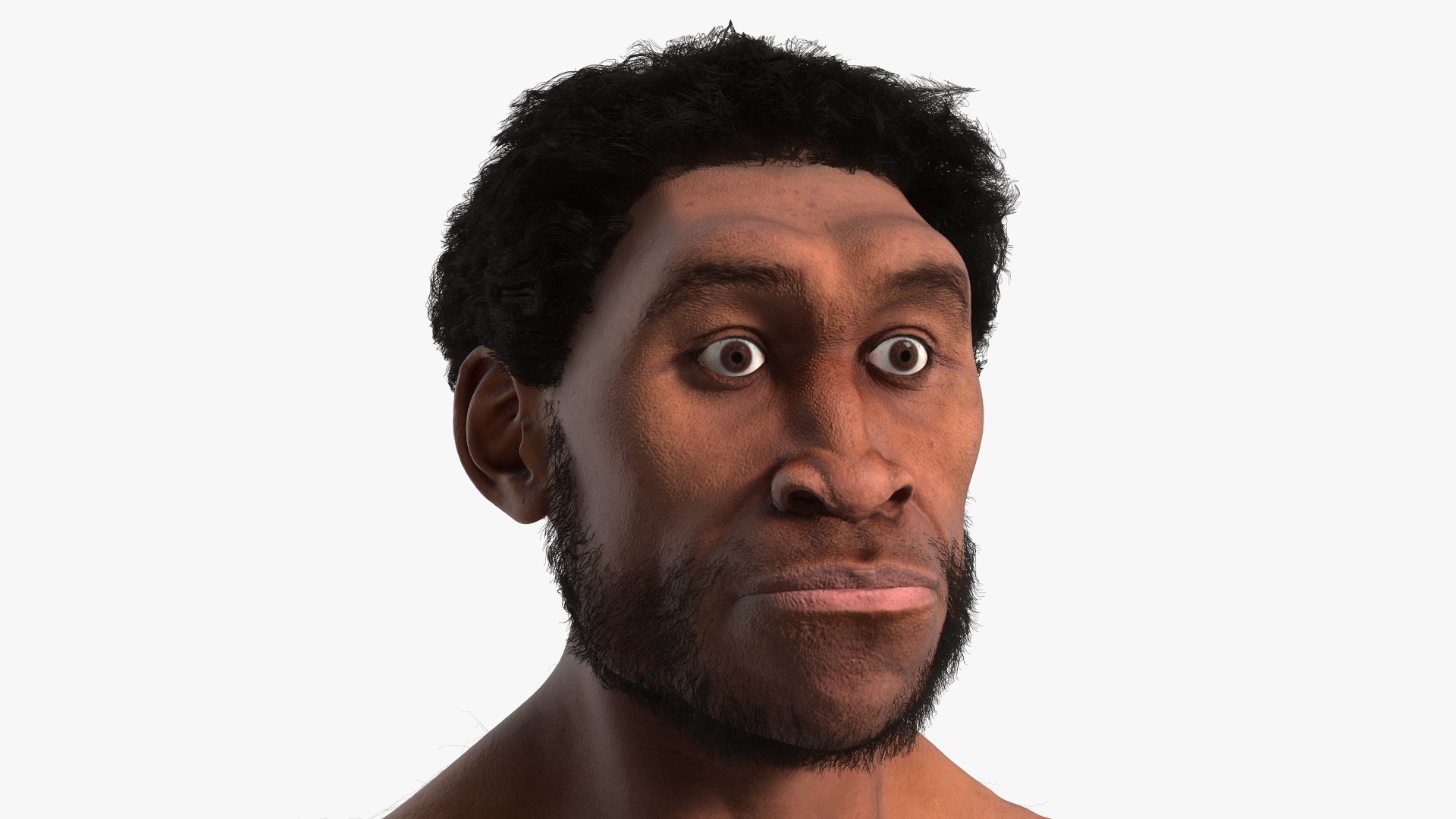 Homo Erectus Fur 3D model - TurboSquid 2169427