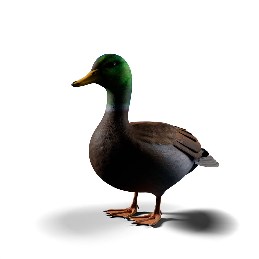 Duck 3D Model Model - TurboSquid 2338927