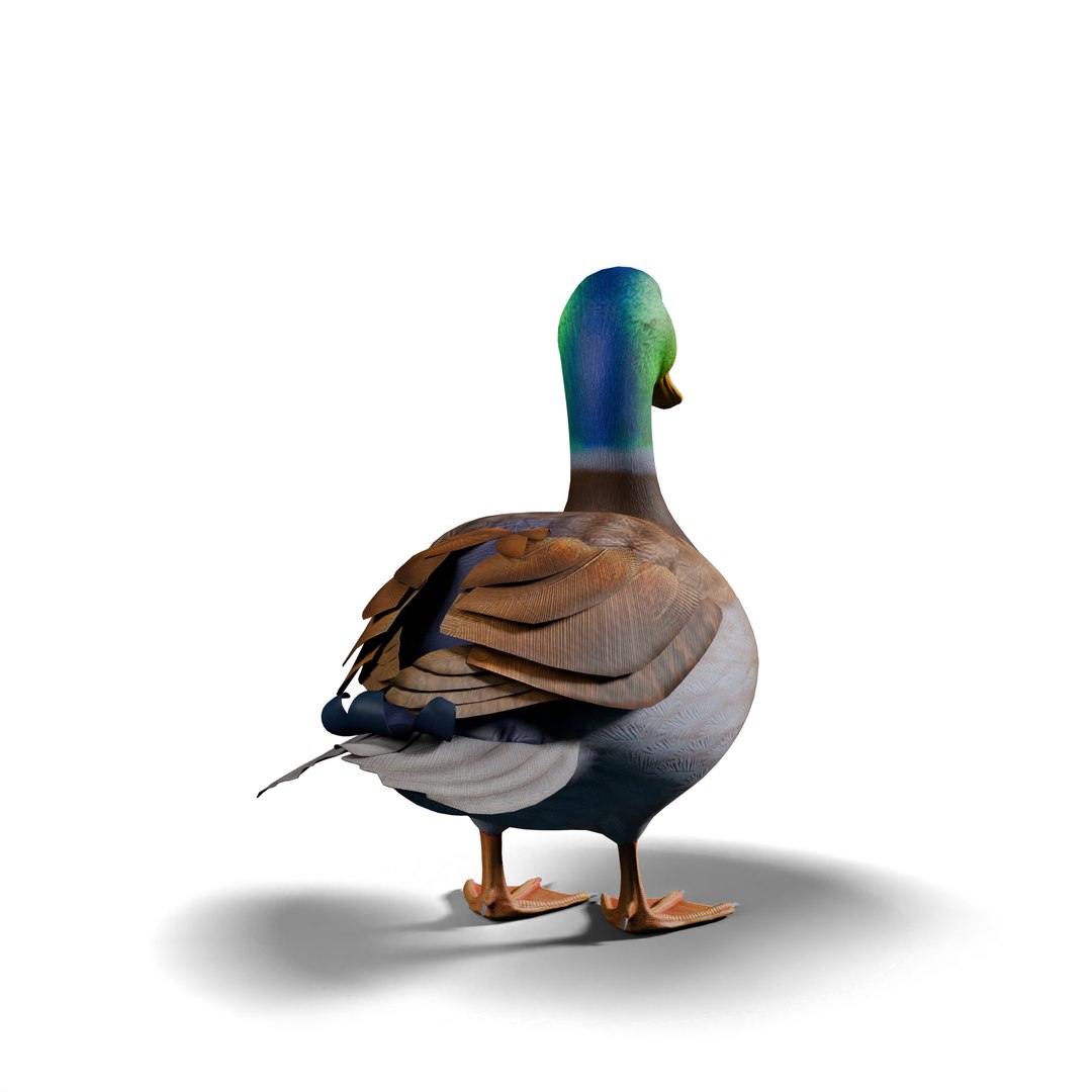 Duck 3D Model Model - TurboSquid 2338927