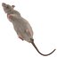 3d white rat pose 4 model