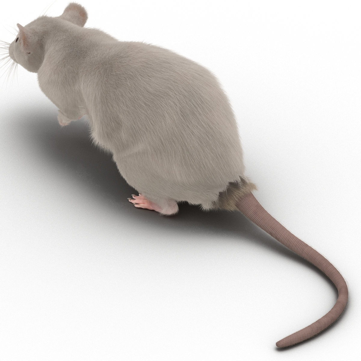 3d white rat pose 4 model