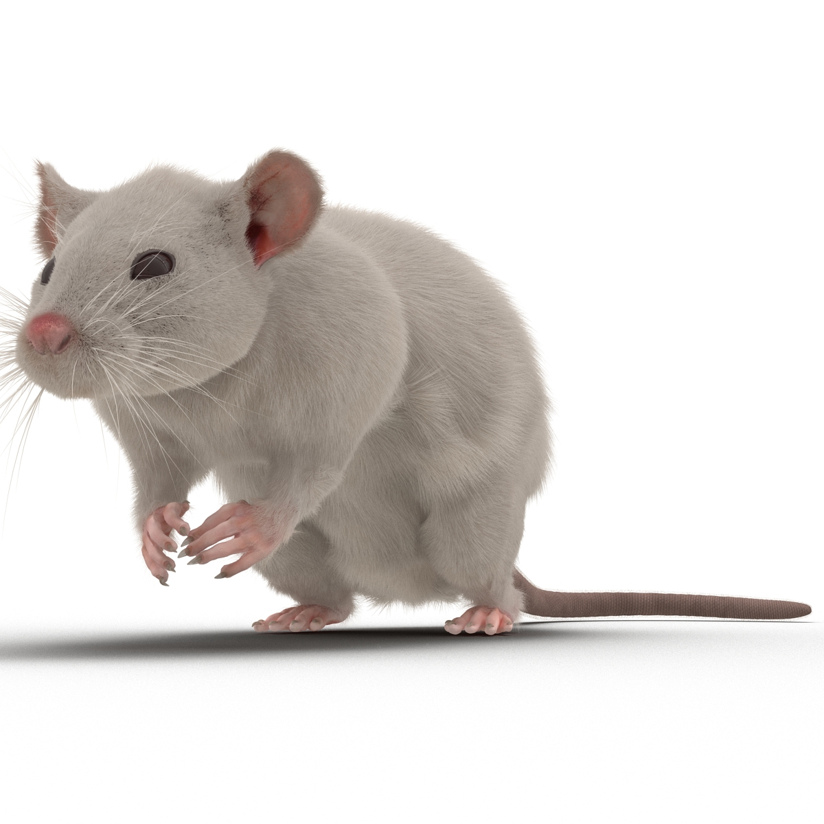 3d white rat pose 4 model