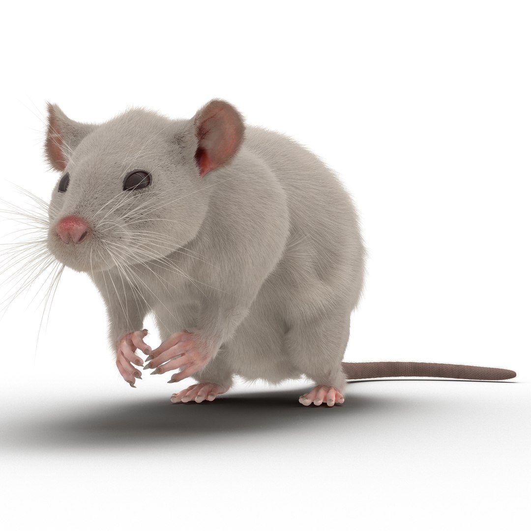 3d white rat pose 4 model