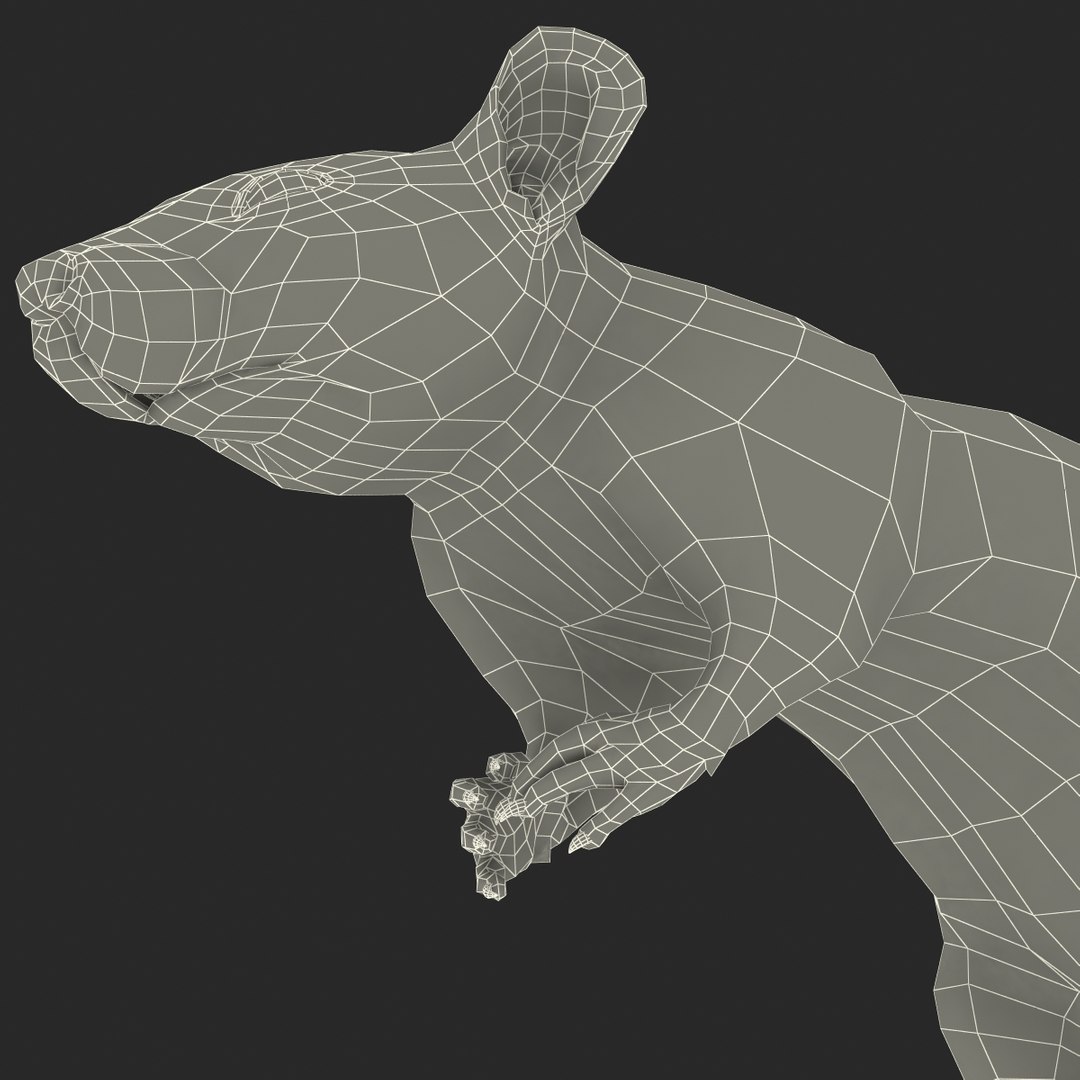 3d white rat pose 4 model