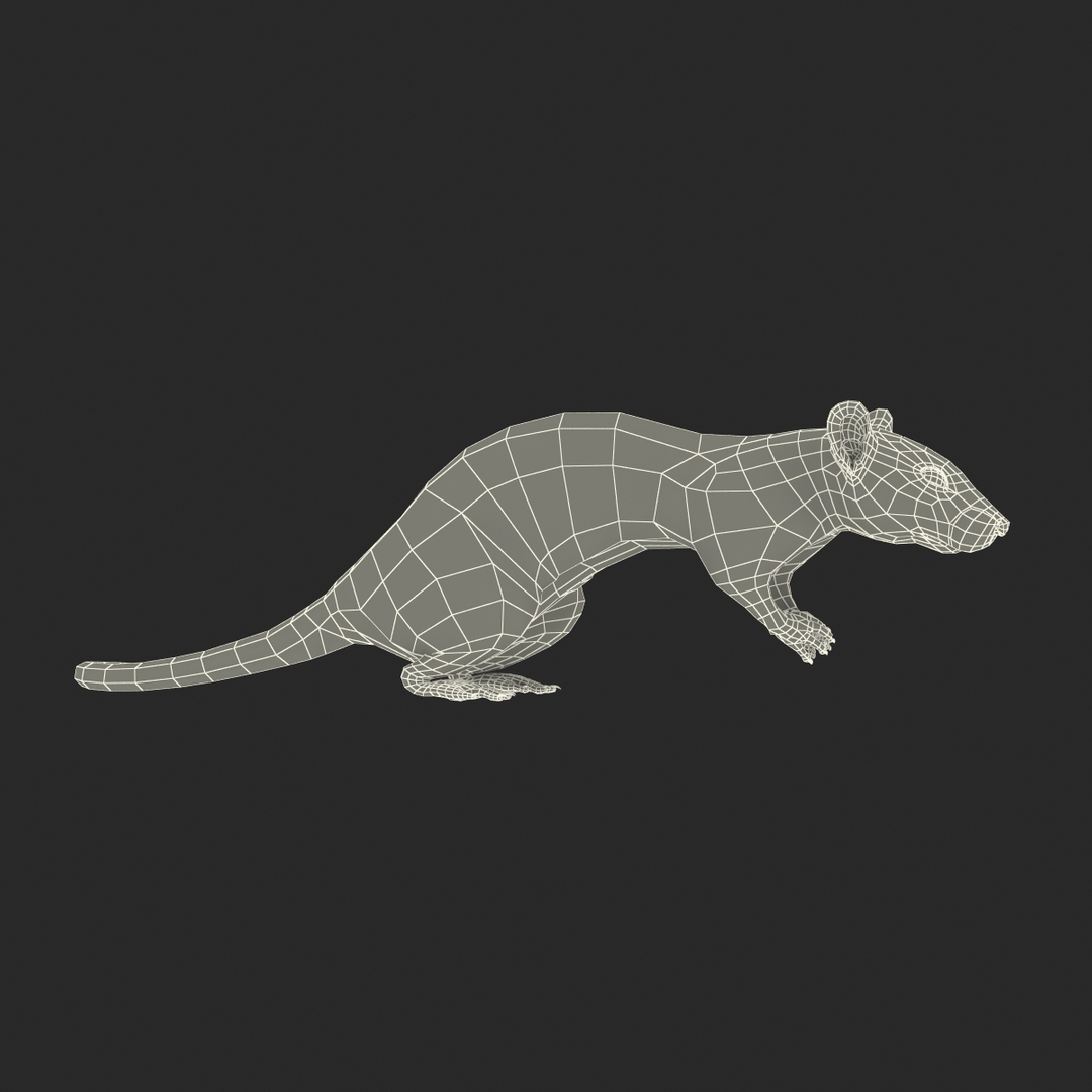 3d white rat pose 4 model