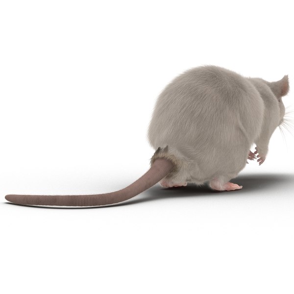 3d white rat pose 4 model