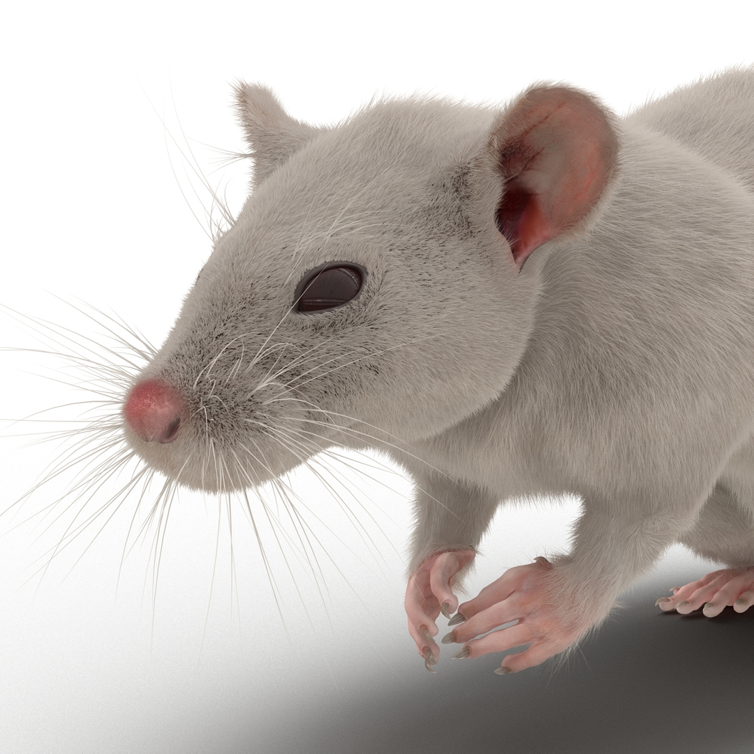 3d white rat pose 4 model