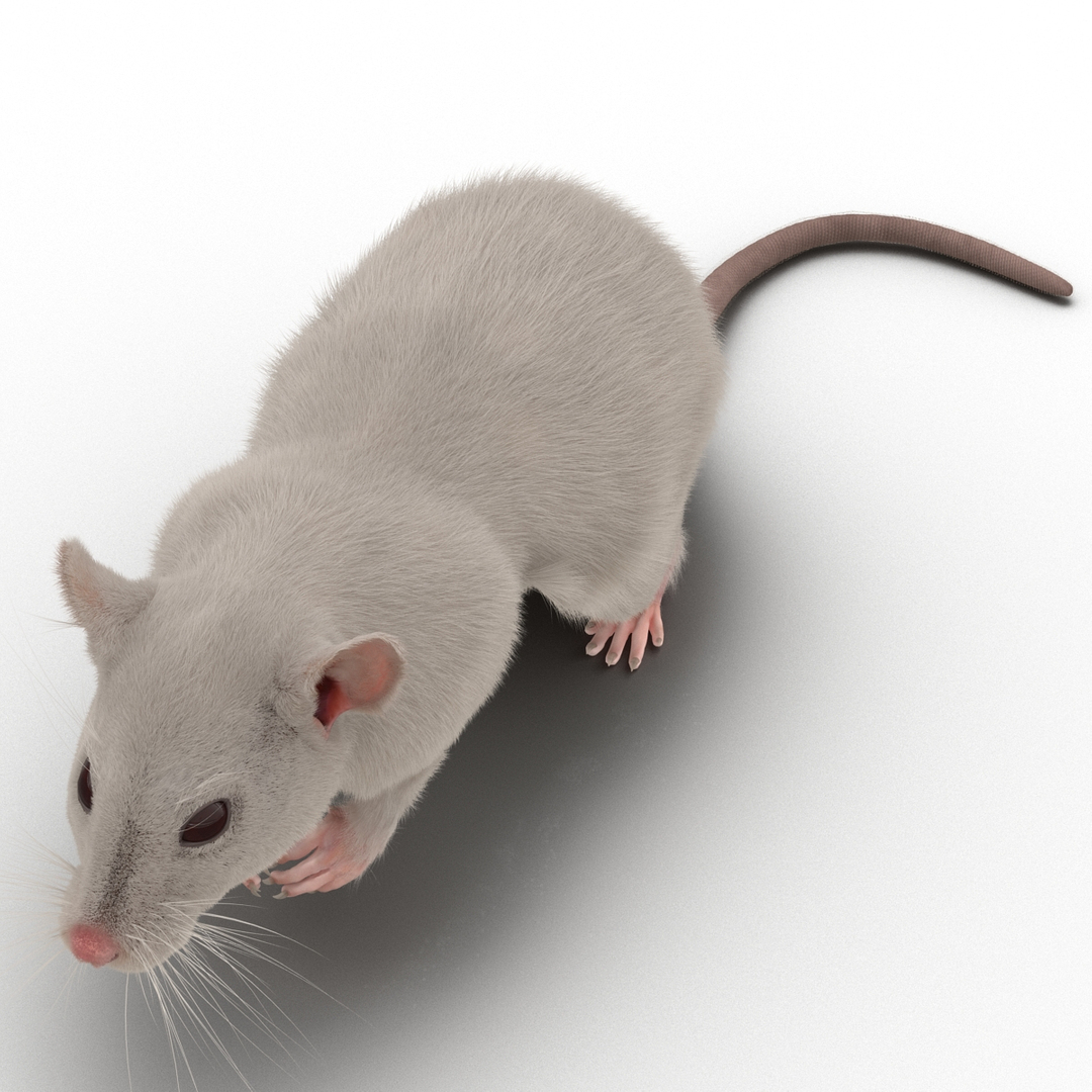 3d white rat pose 4 model