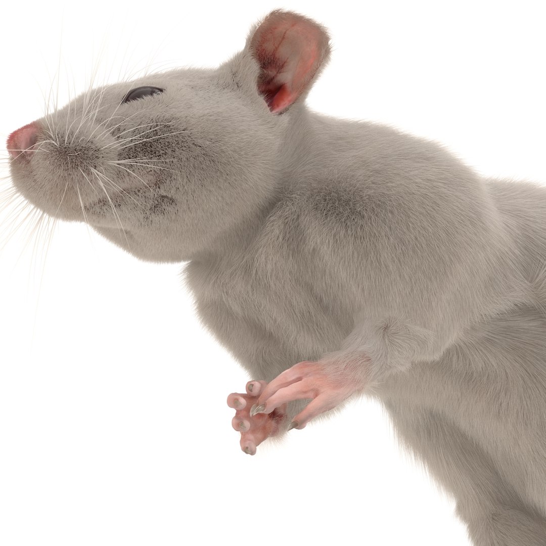 3d white rat pose 4 model