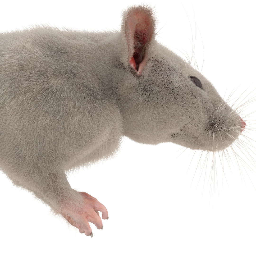 3d white rat pose 4 model