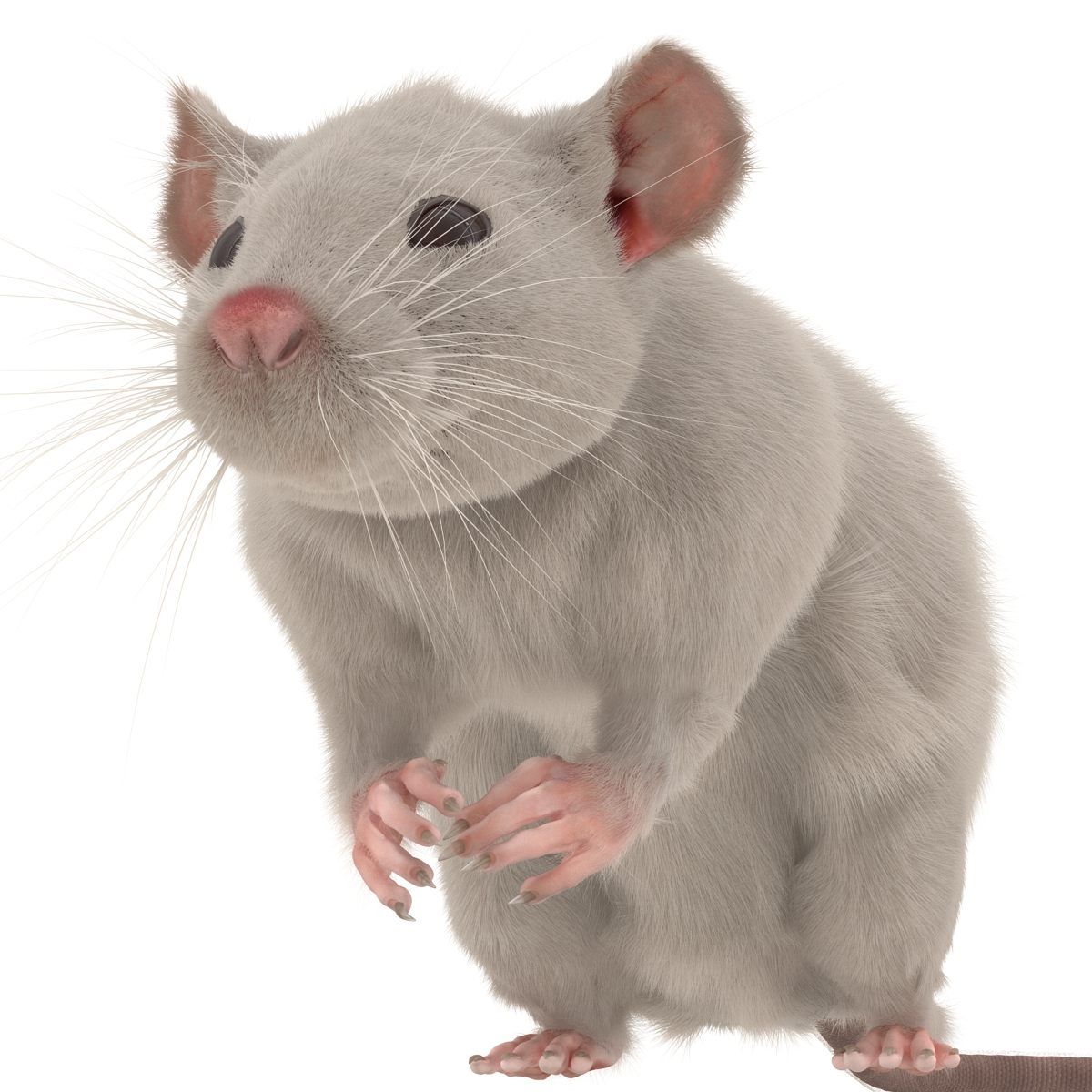 3d white rat pose 4 model