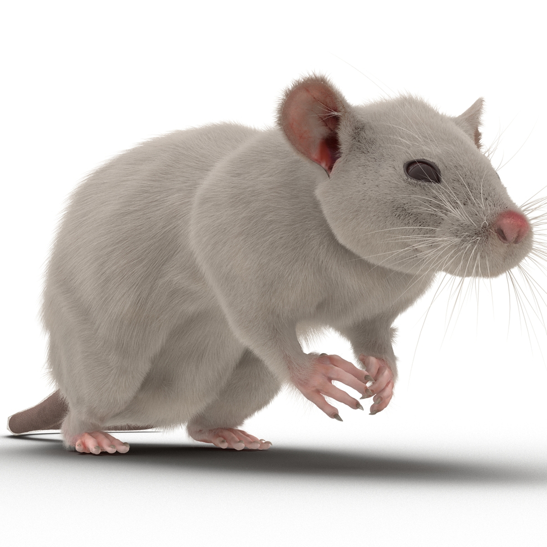 3d white rat pose 4 model