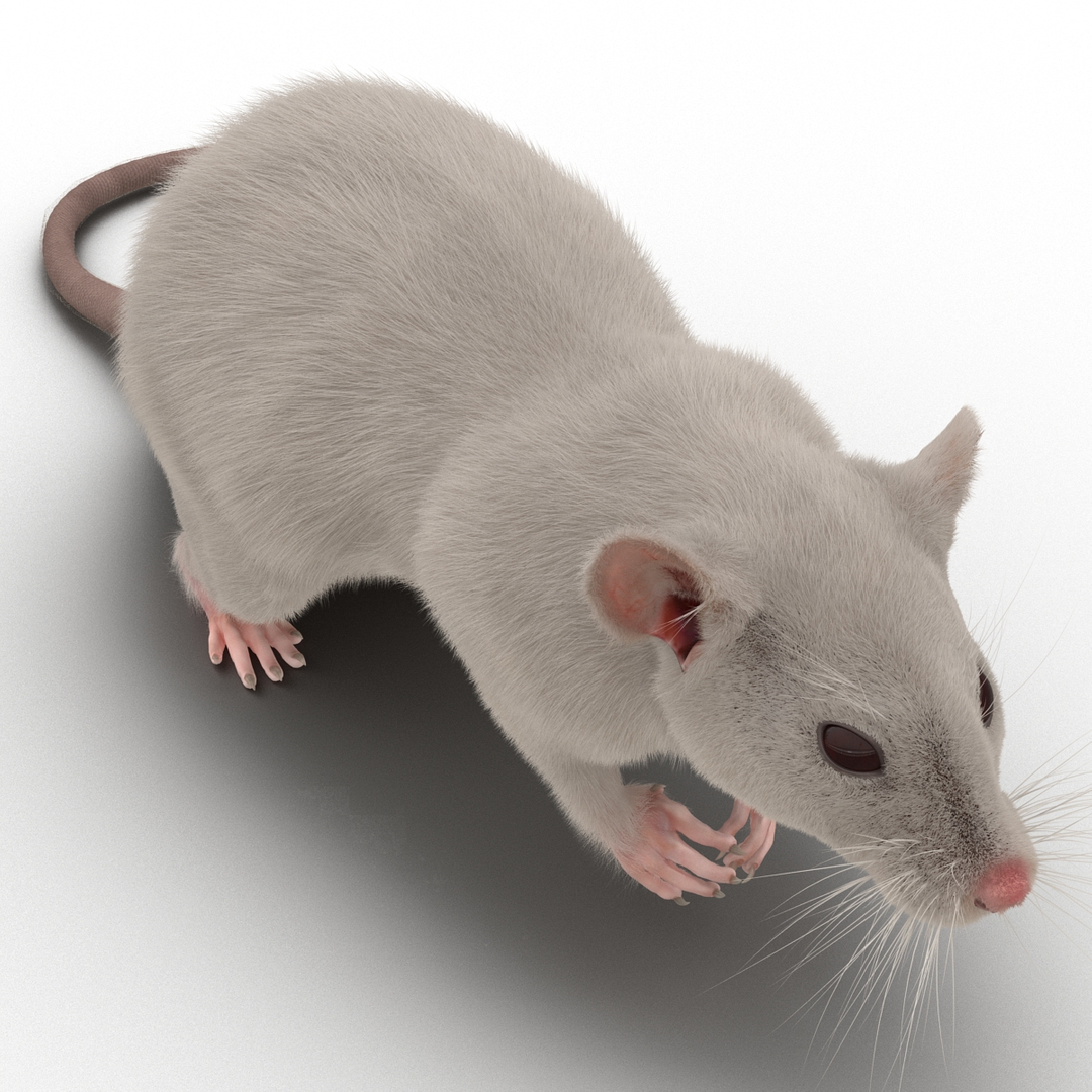 3d white rat pose 4 model