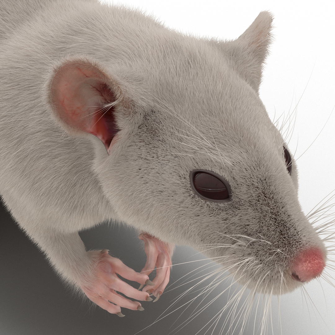3d white rat pose 4 model
