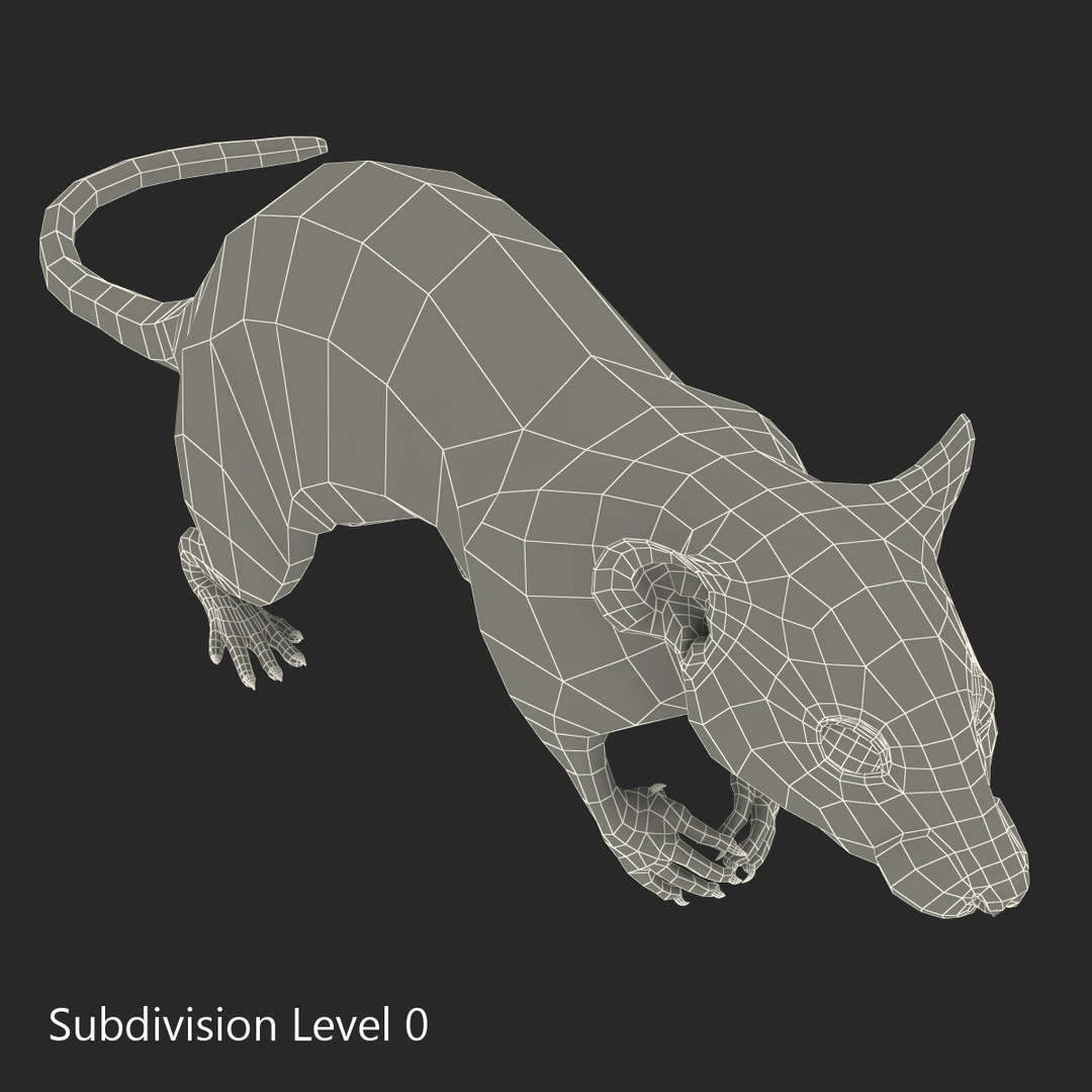 3d white rat pose 4 model