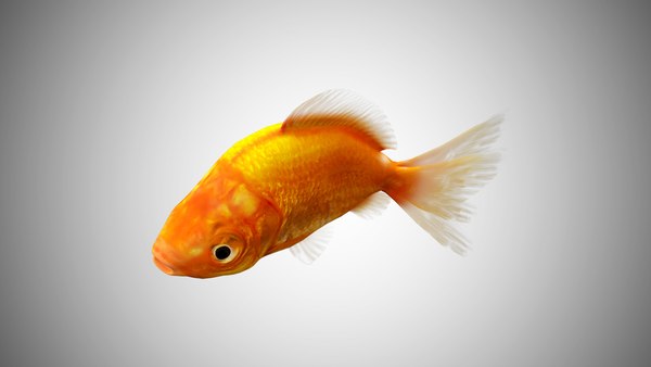 3d model rigged goldfish normal displacement