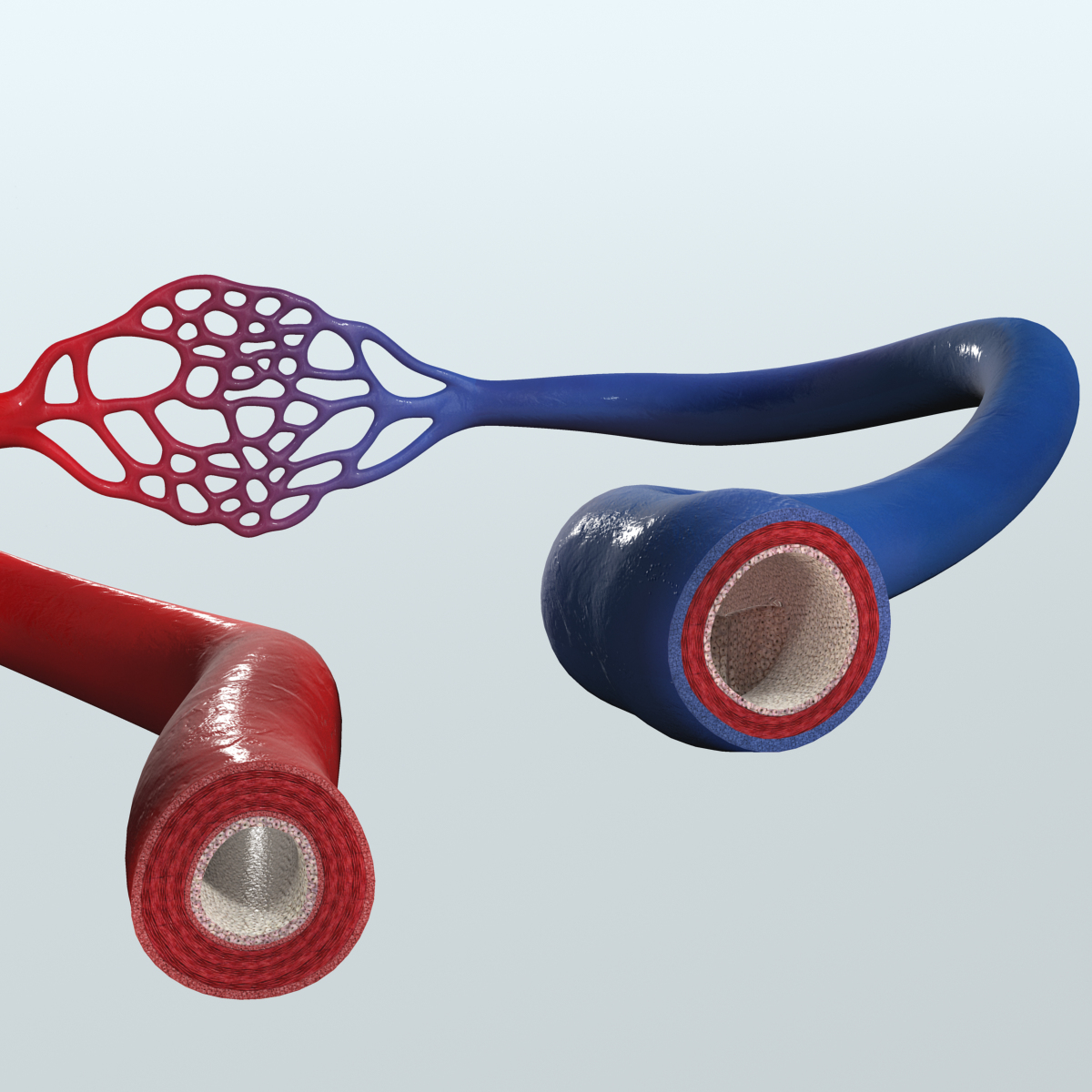 3d model human blood vessels anatomy