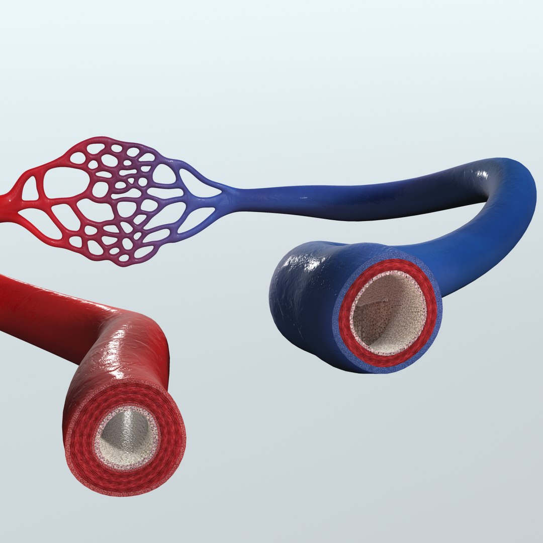 3d Model Human Blood Vessels Anatomy