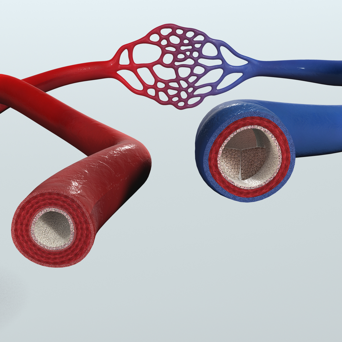 3d model human blood vessels anatomy