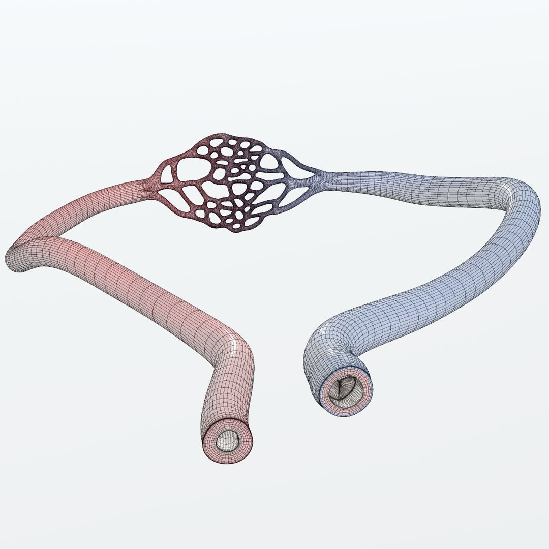 3d Model Human Blood Vessels Anatomy