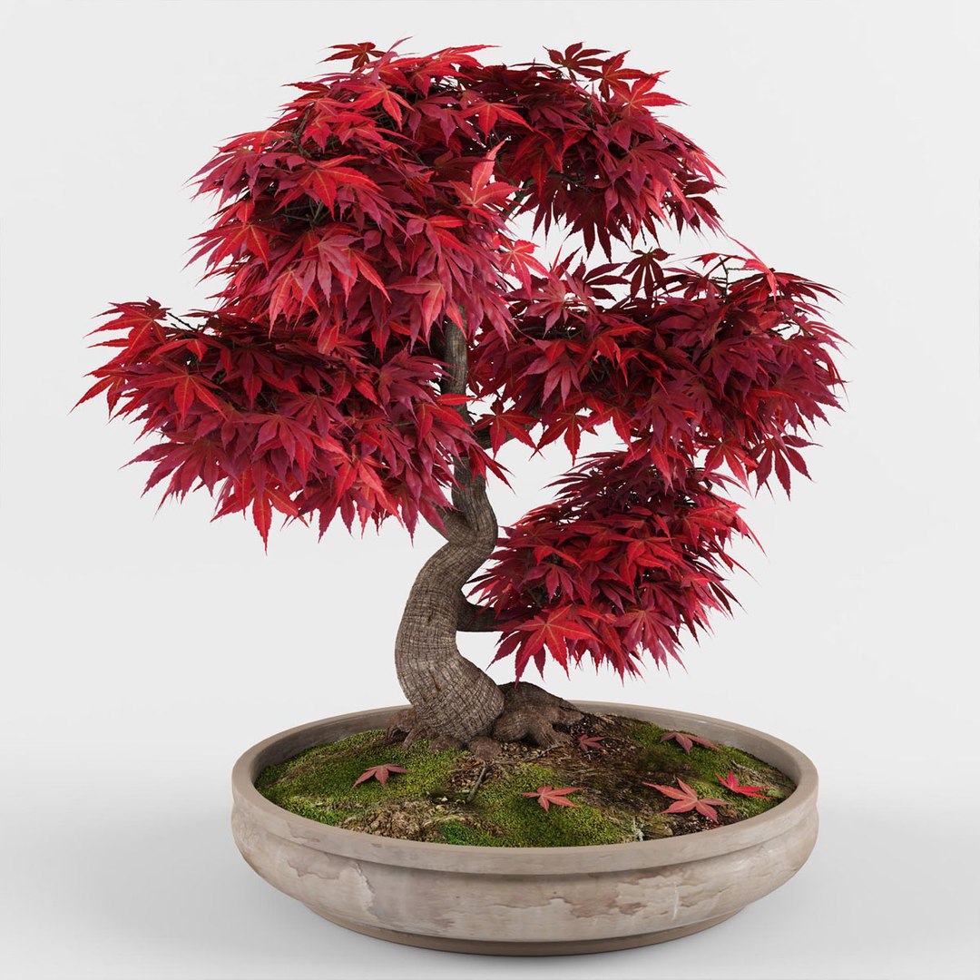 Bonsai Maple Tree Model - TurboSquid 1587880