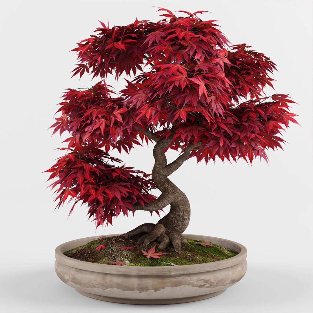 Bonsai Maple Tree Model - TurboSquid 1587880