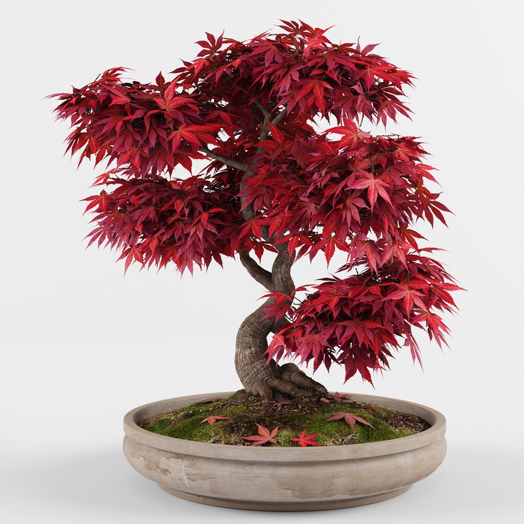 Bonsai Maple Tree Model - TurboSquid 1587880