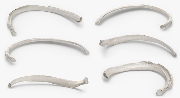 Human Ribs Collection White - 12 models 3D model - TurboSquid 1744719