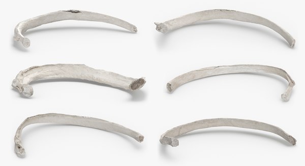 Human Ribs Collection White - 12 models 3D model - TurboSquid 1744719