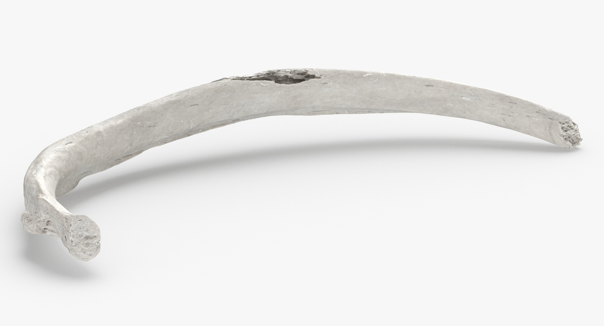 Human Ribs Collection White - 12 models 3D model - TurboSquid 1744719