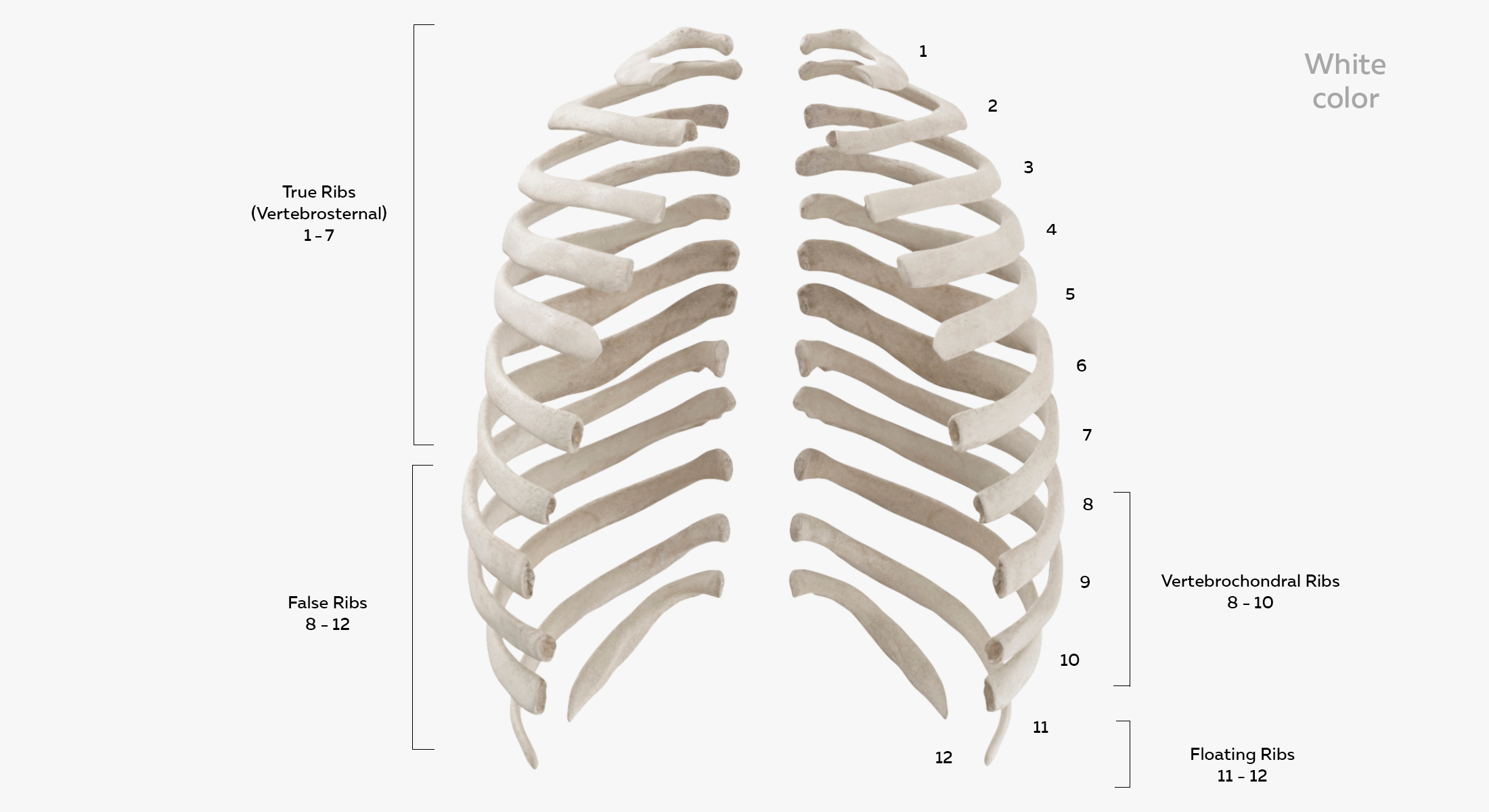 Human Ribs Collection White - 12 models 3D model - TurboSquid 1744719