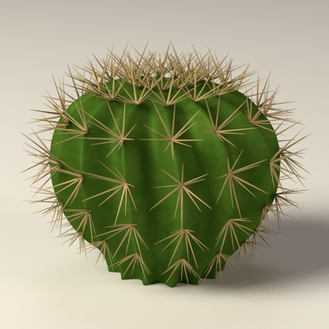 cactuses 3d model