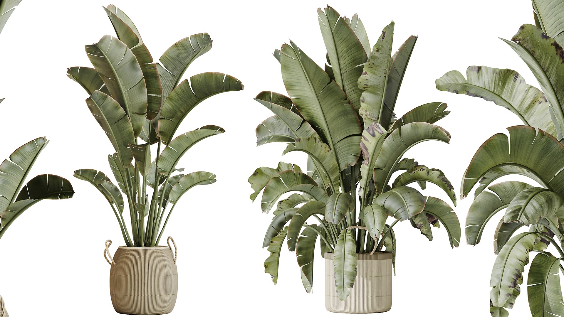 AV Indoor Plants Set 140 Ravenala Banana Strelitzia Nicolai Bird Of ...