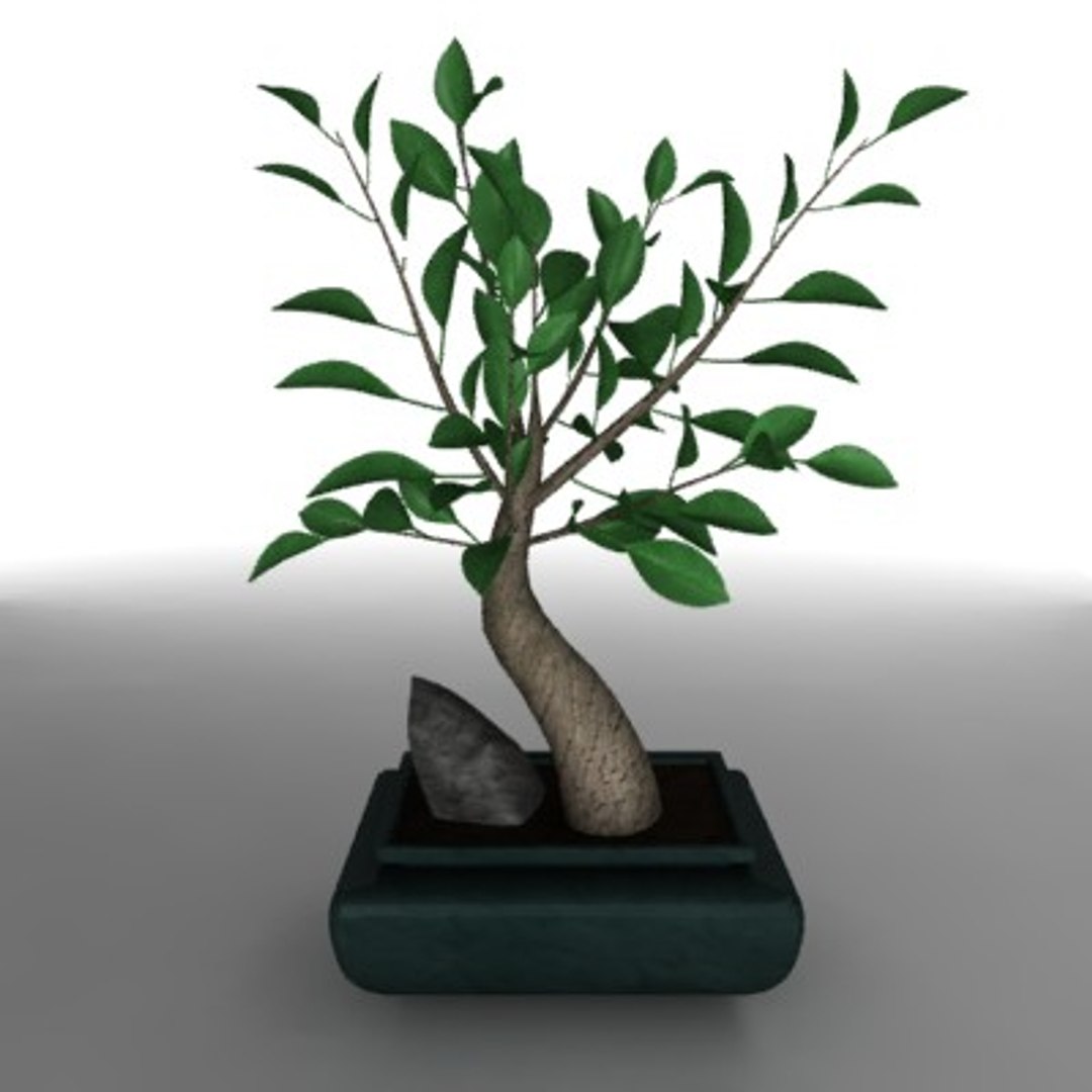 3d Bonsai Tree Model