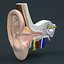 3d inner ear model