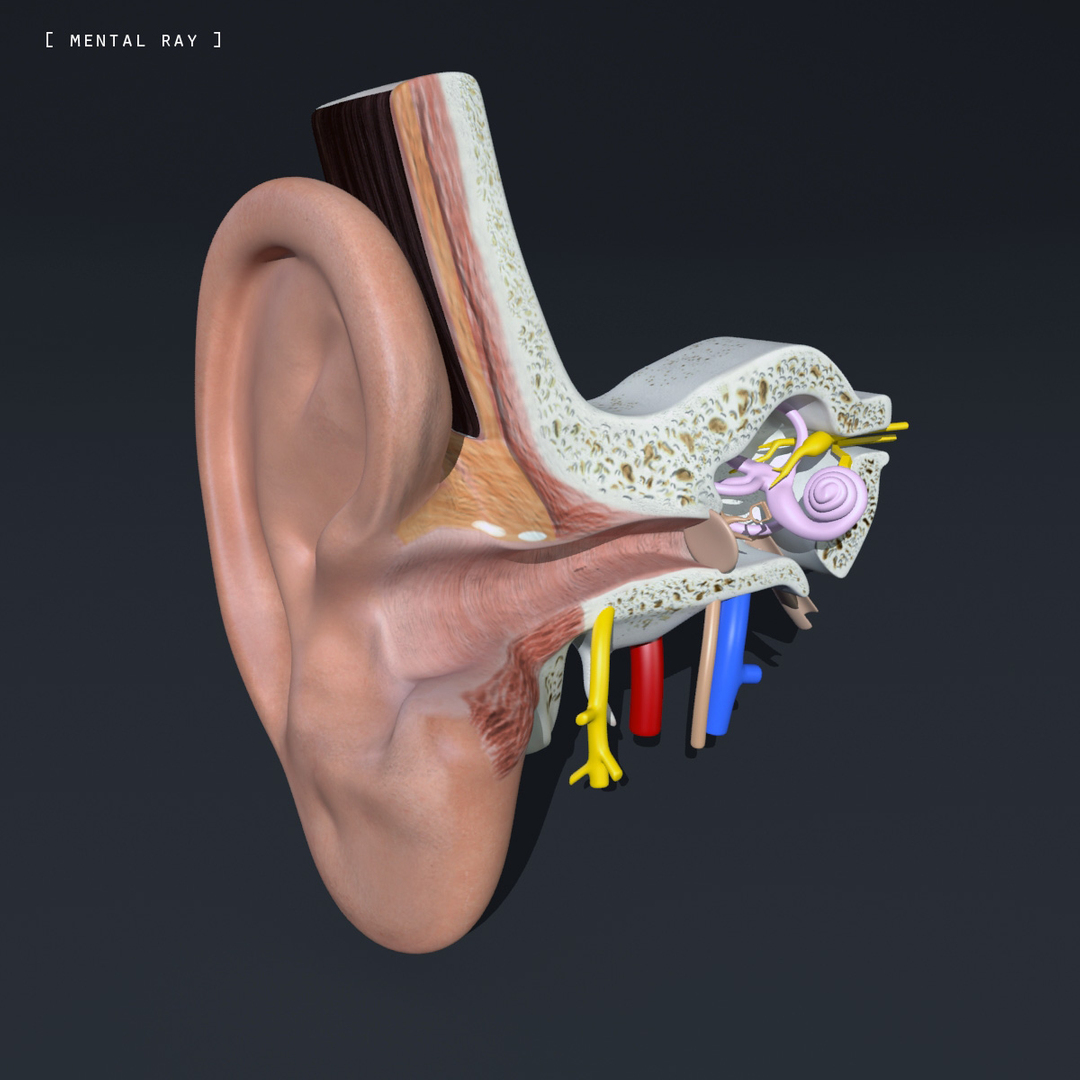 3d inner ear model