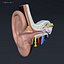 3d inner ear model
